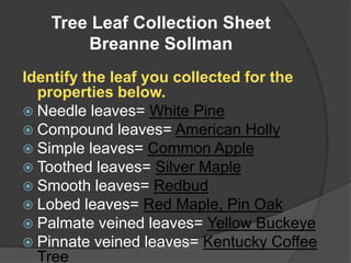 Leaf Collection | PPT