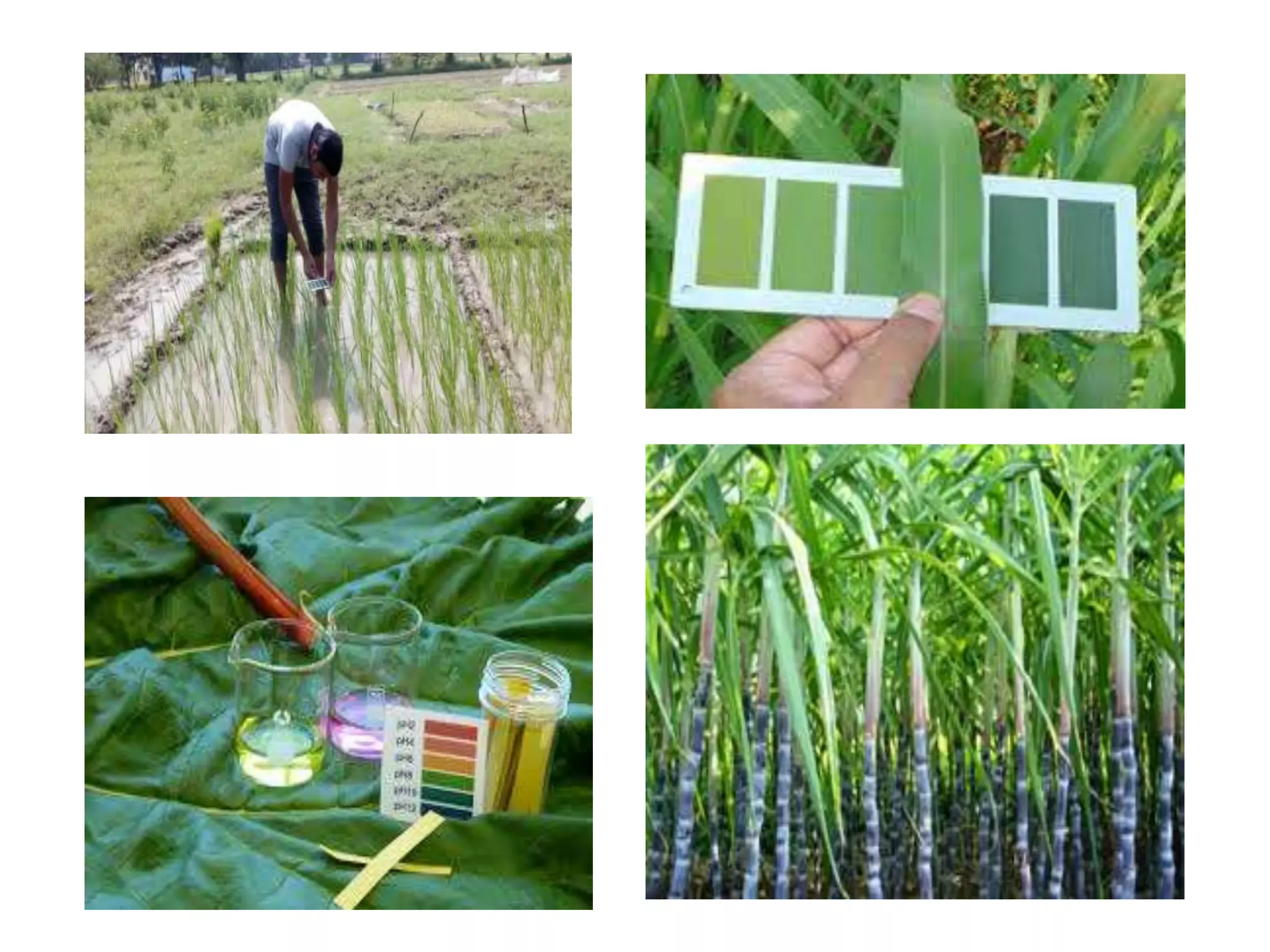 Leaf Color chart (LCC) | PPTX