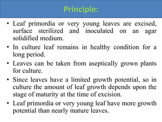 Leaf culture | PPTX