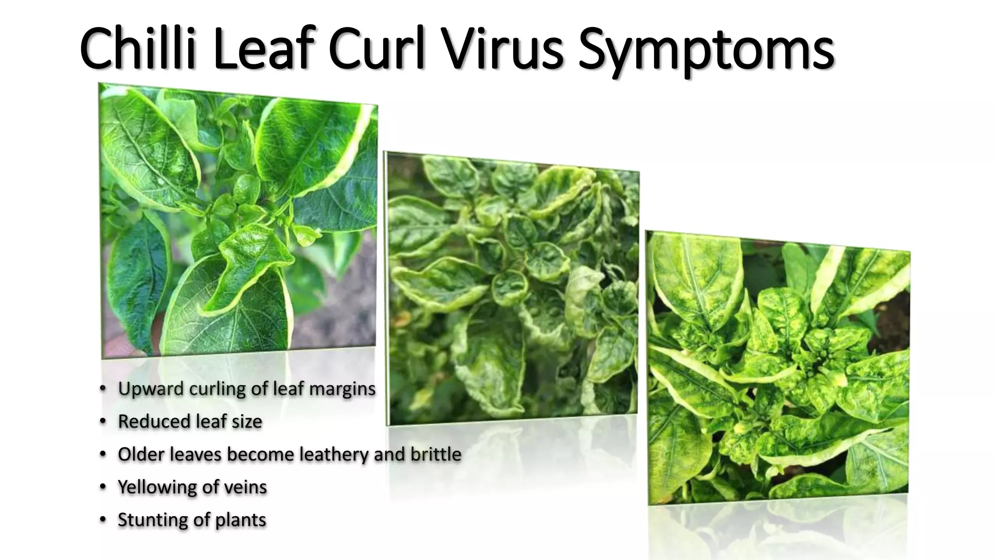 Leaf curl diseases chilli | PPTX