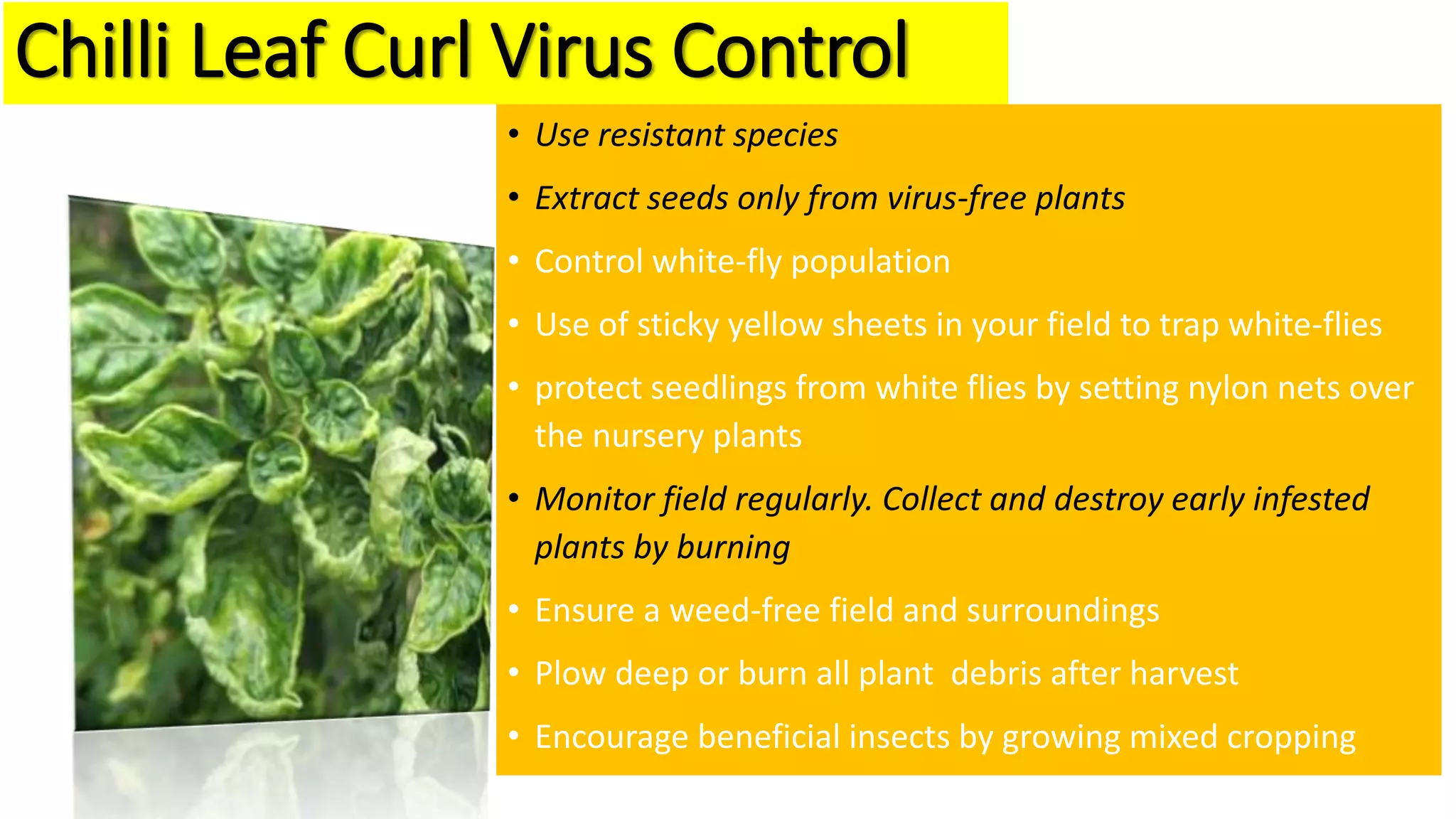 Leaf curl diseases chilli | PPTX