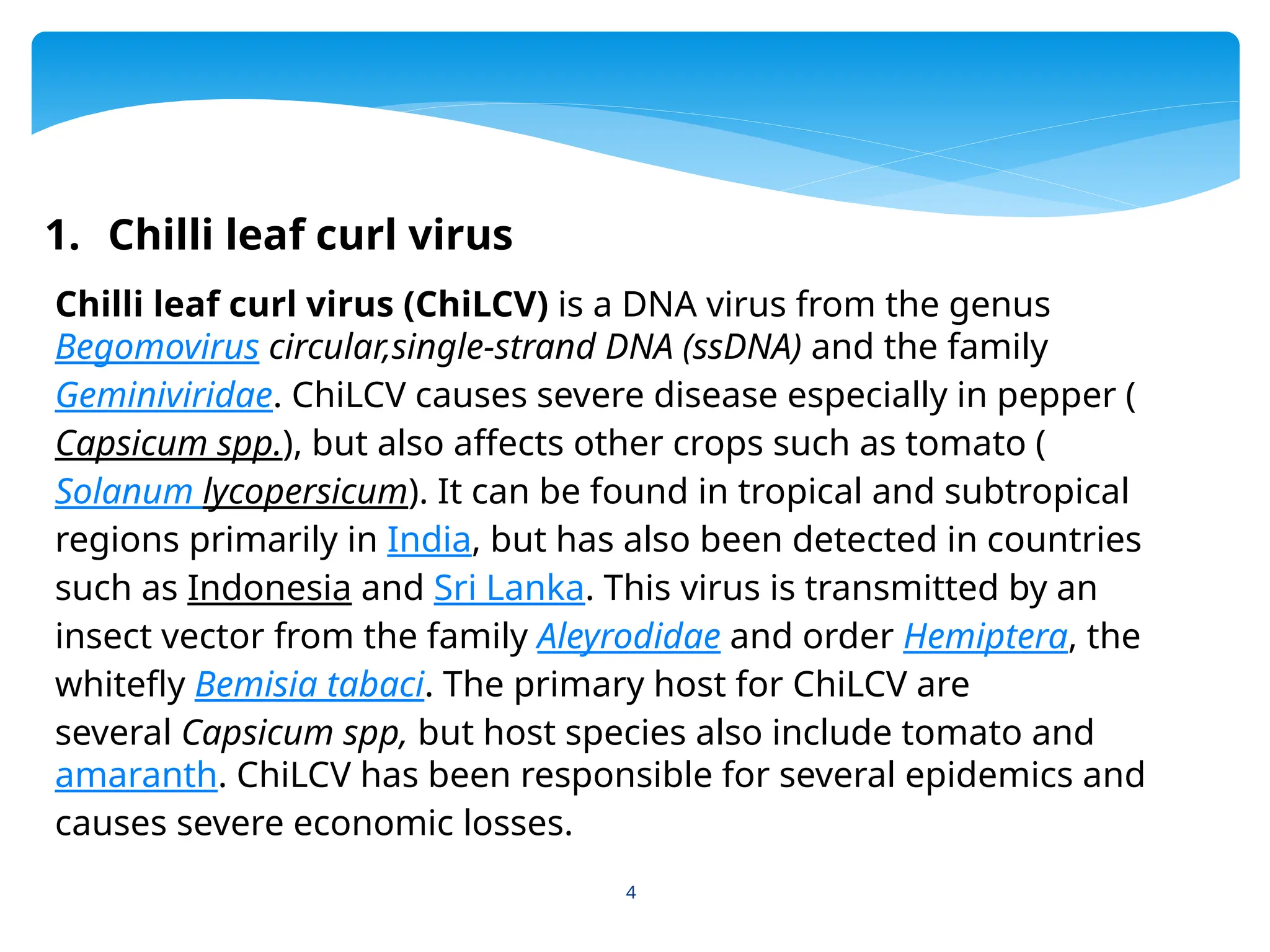Leafcurl viral disease presentation.pptx