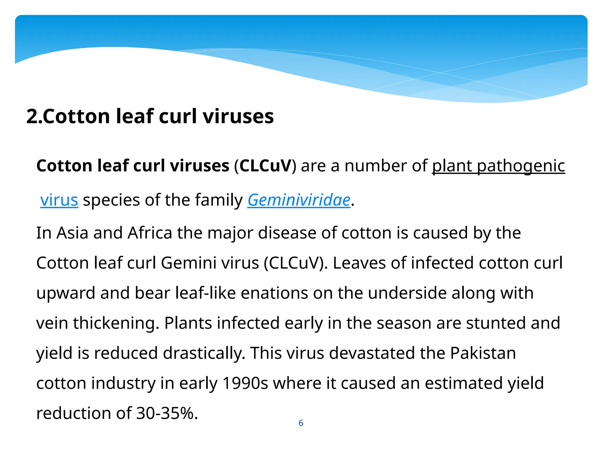Leafcurl viral disease presentation.pptx