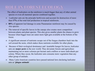 Leafcutter ants | PPTX