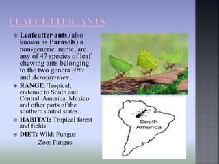 Leafcutter ants | PPTX