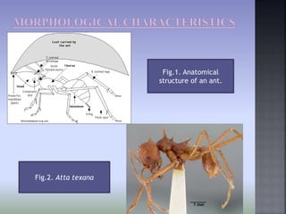 Leafcutter ants | PPTX