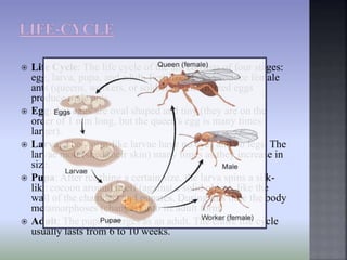 Leafcutter ants | PPTX