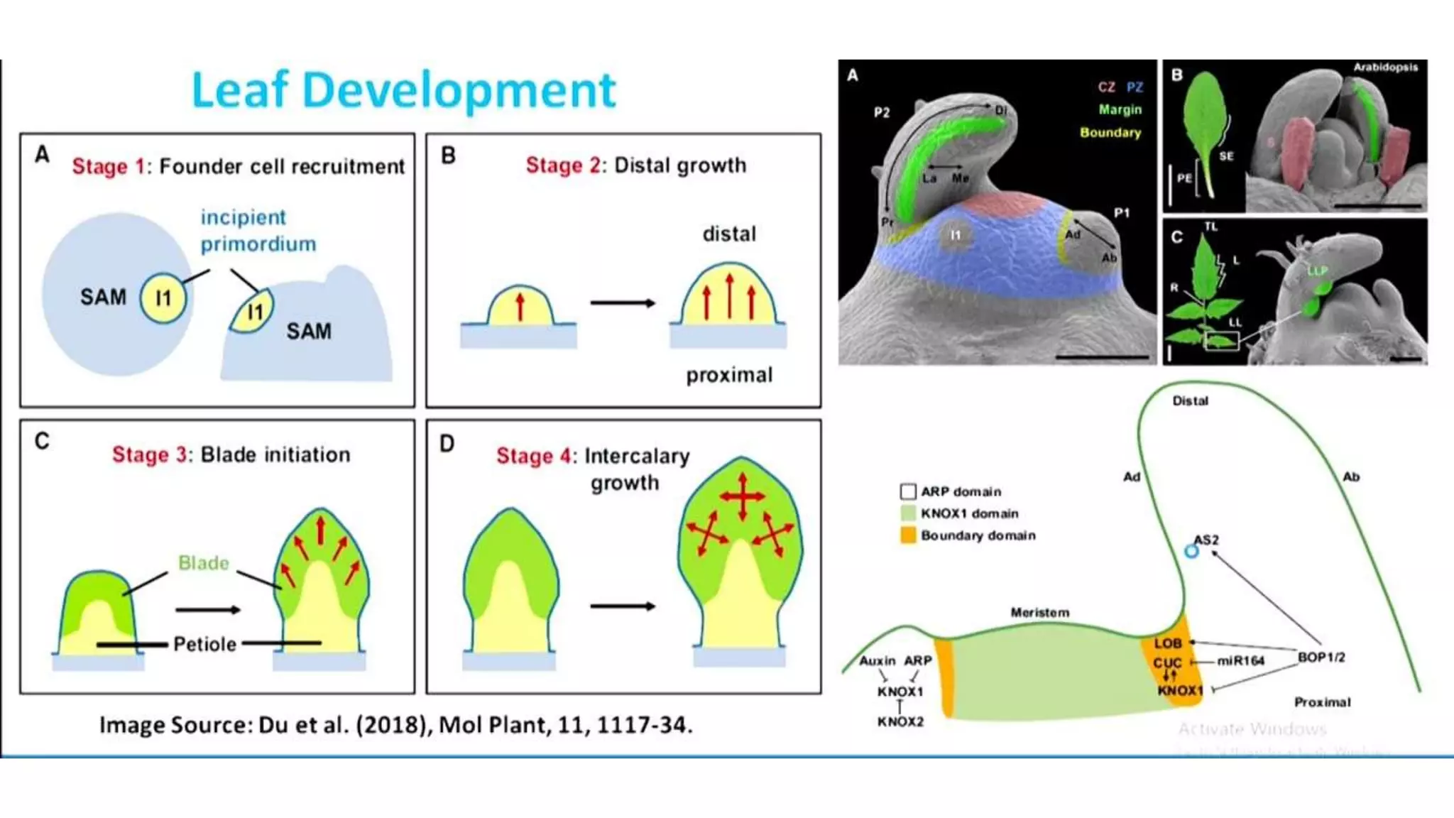 Leaf development in plants by Akash Naara | PPTX