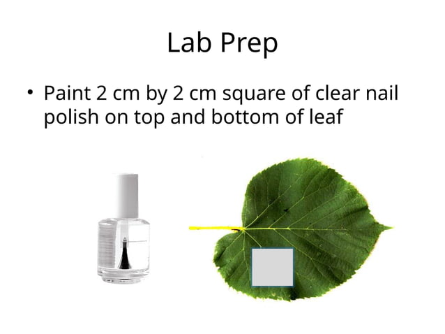 Leaf fingerprinting Stomata Lab presentation | PPT