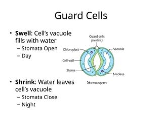 Leaf fingerprinting Stomata Lab presentation | PPT
