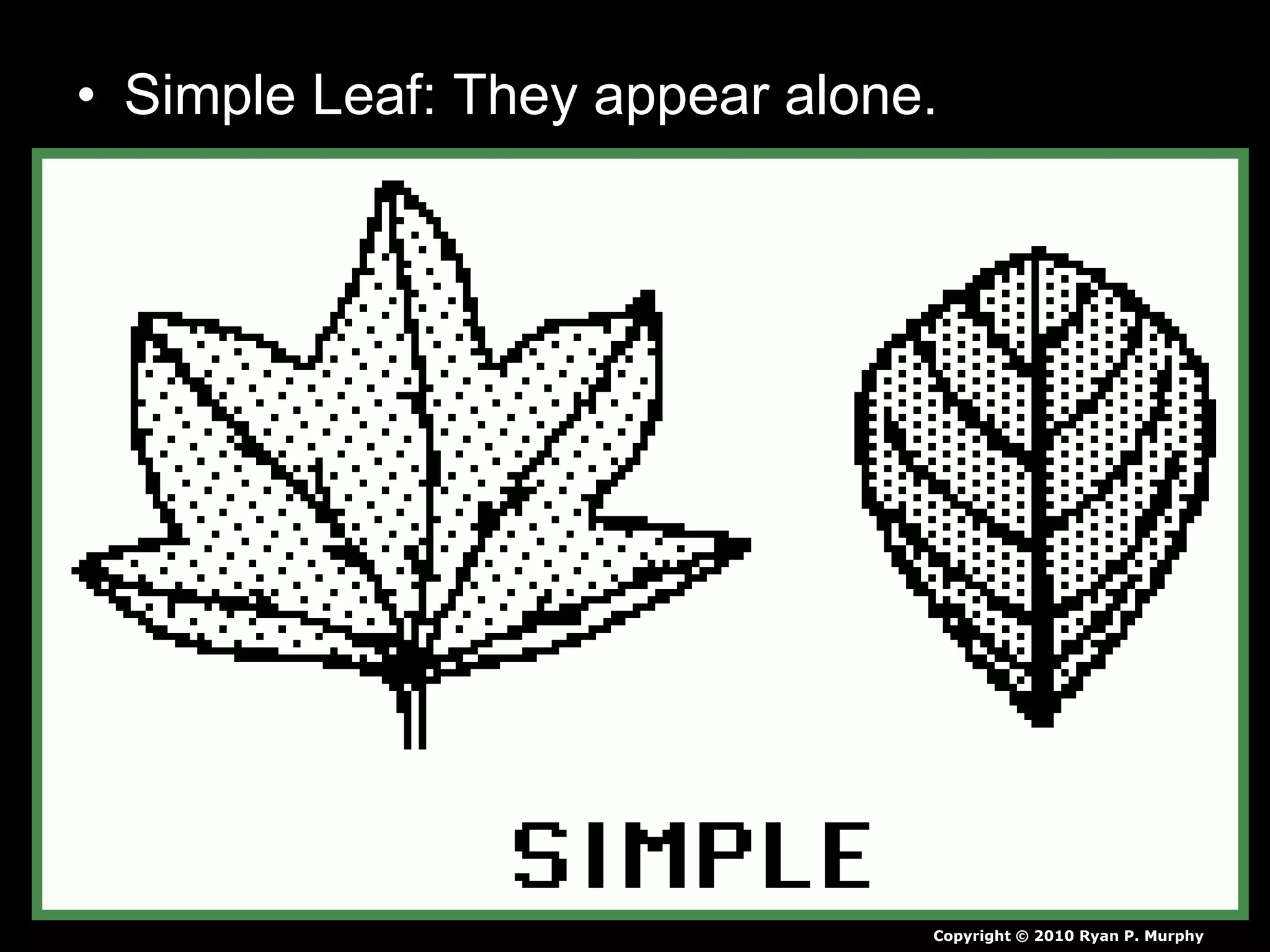 Leaf Identication Biology, Classification Lesson PowerPoint, with Built ...