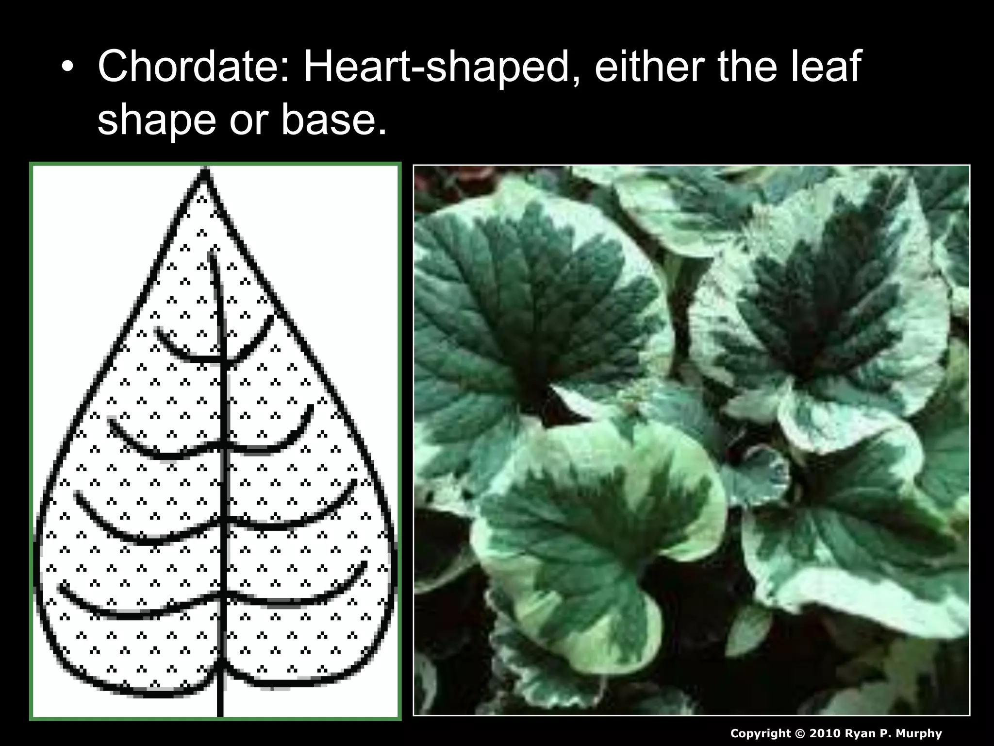 Leaf Identication Biology, Classification Lesson PowerPoint, with Built ...