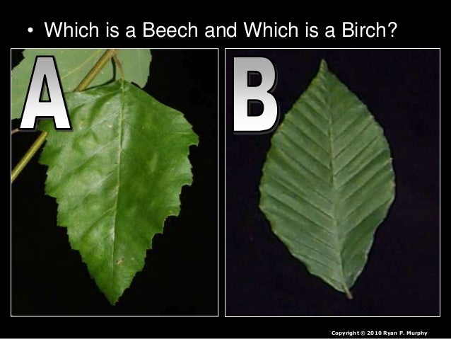Leaf Identication Biology, Classification Lesson PowerPoint, with Bui…
