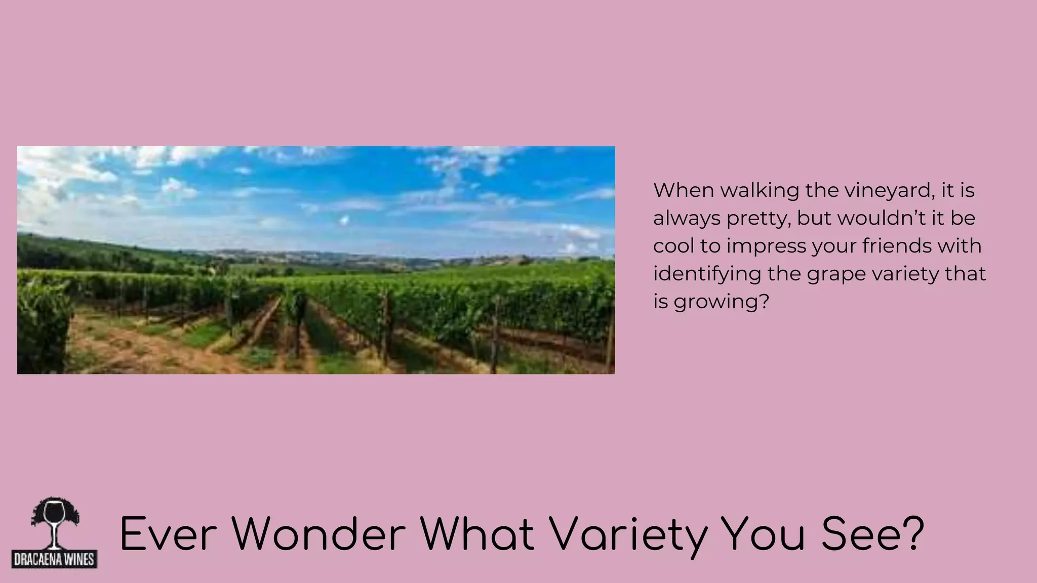 Grapevine Identification.pptx