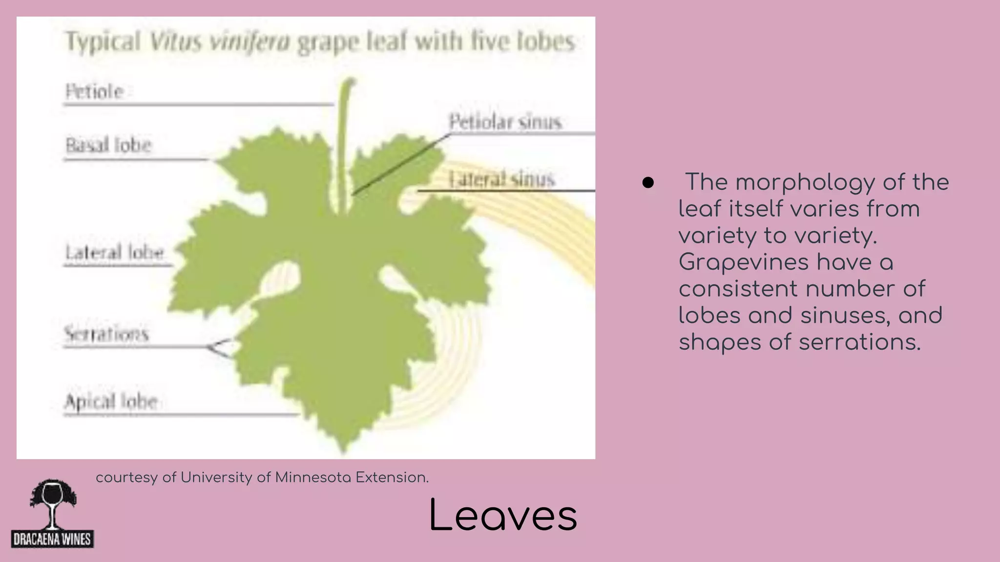 Grapevine Identification.pptx