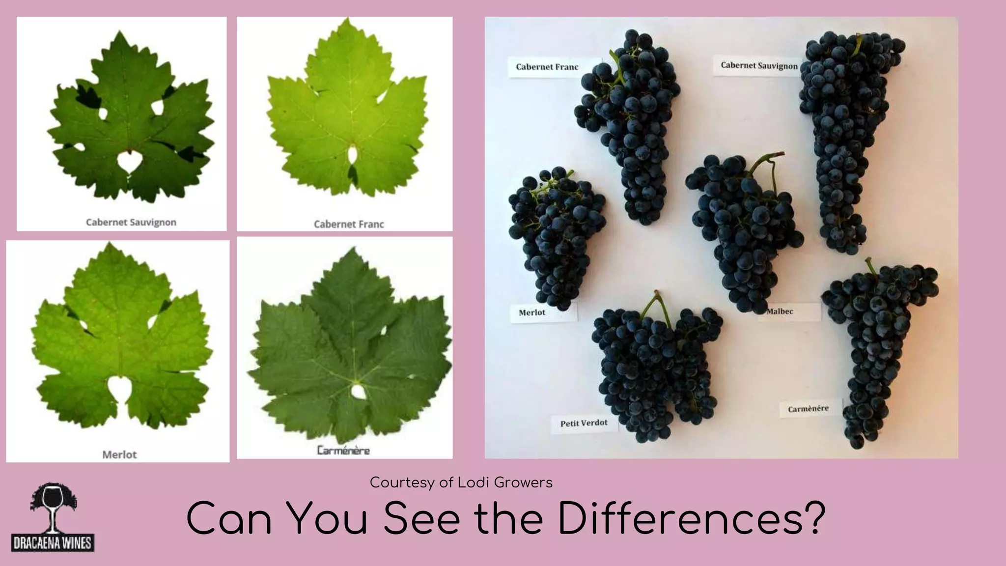 Grapevine Identification.pptx