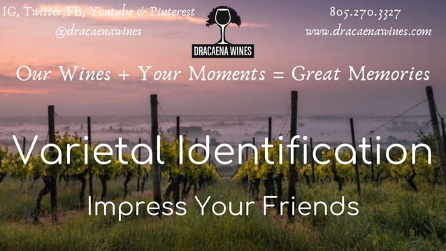 Grapevine Identification.pptx