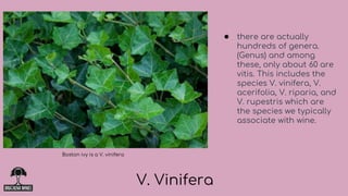 Grapevine Identification.pptx