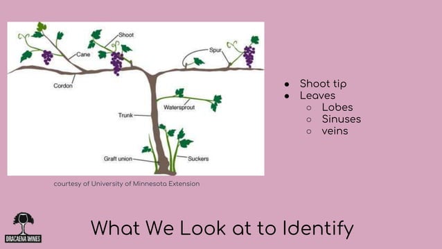Grapevine Identification.pptx