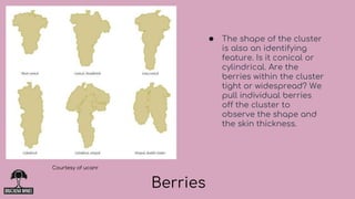 Grapevine Identification.pptx