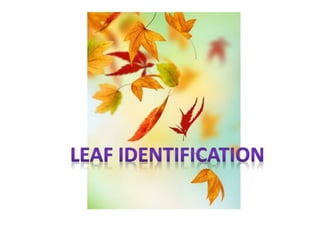 Leaf Identification | PDF