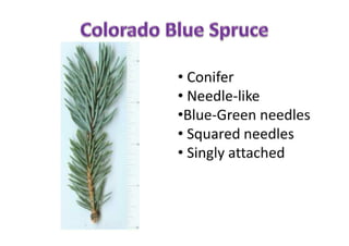 Leaf Identification | PDF