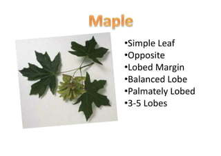 Leaf Identification | PDF