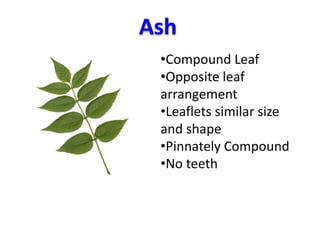 Leaf Identification | PDF
