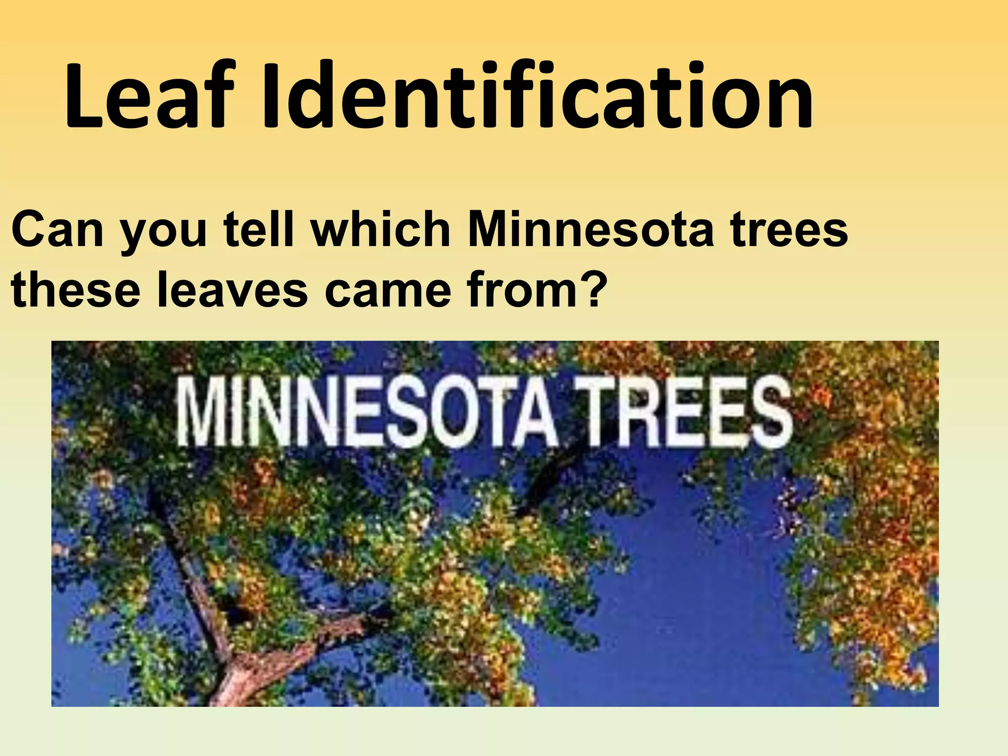 Identification of Leaves of Minnesota | PPTX