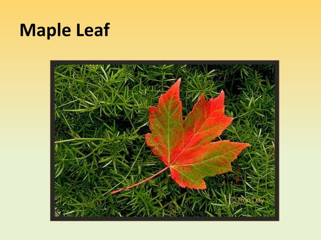 Identification of Leaves of Minnesota | PPTX