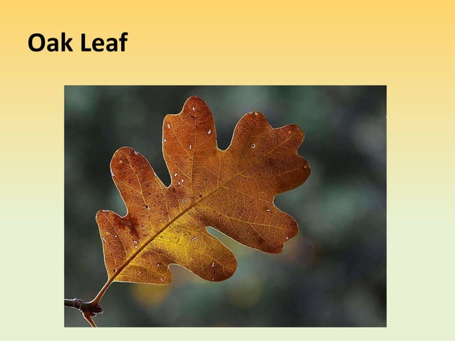 Identification of Leaves of Minnesota | PPTX