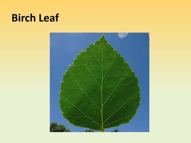 Identification of Leaves of Minnesota | PPT