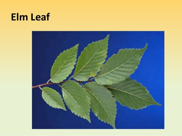 Identification of Leaves of Minnesota