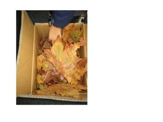 Leaf Impressions and Expressions | PPTX