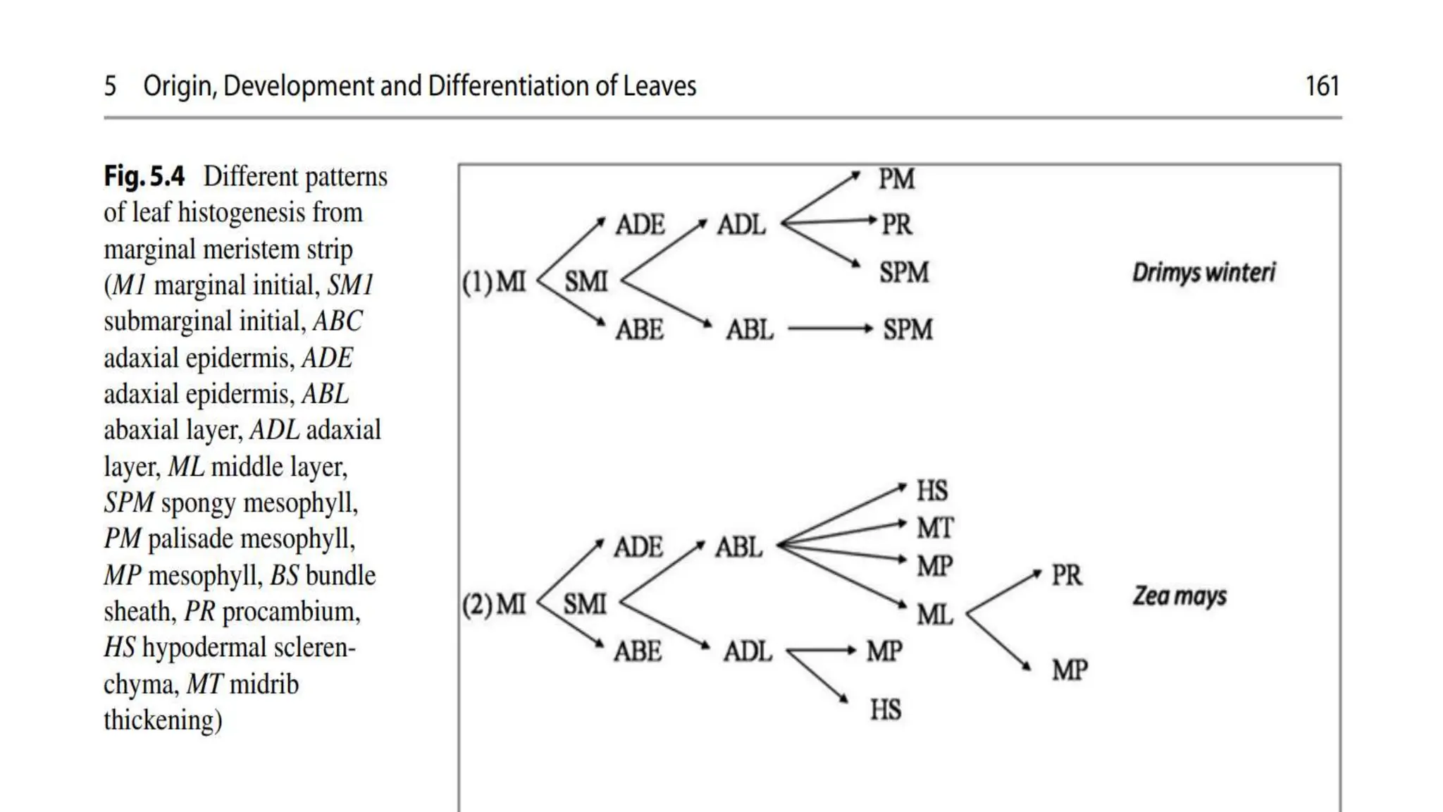 Leaf Initiation, Growth and Differentiation.pdf