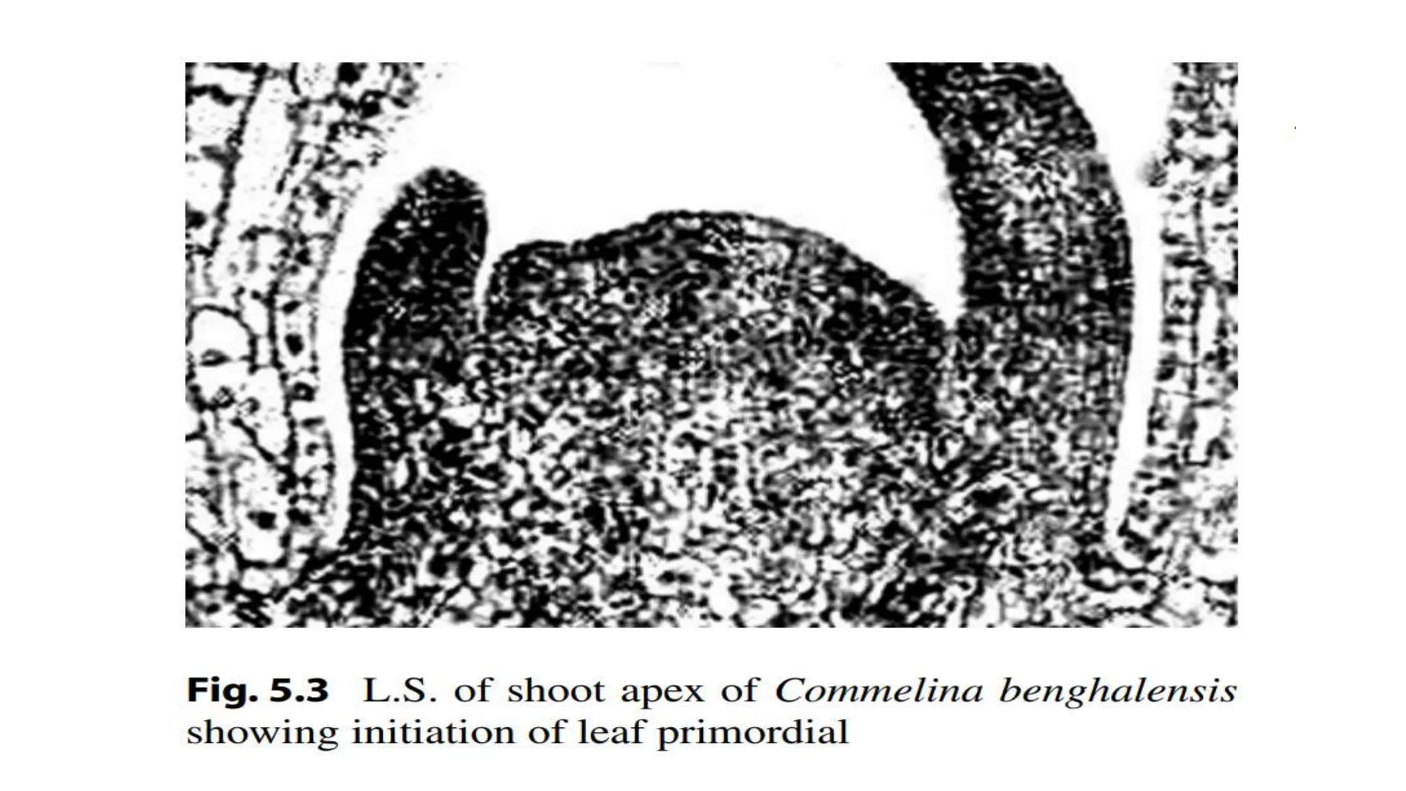 Leaf Initiation, Growth and Differentiation.pdf