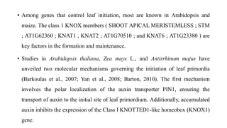 Leaf Initiation, Growth and Differentiation.pdf
