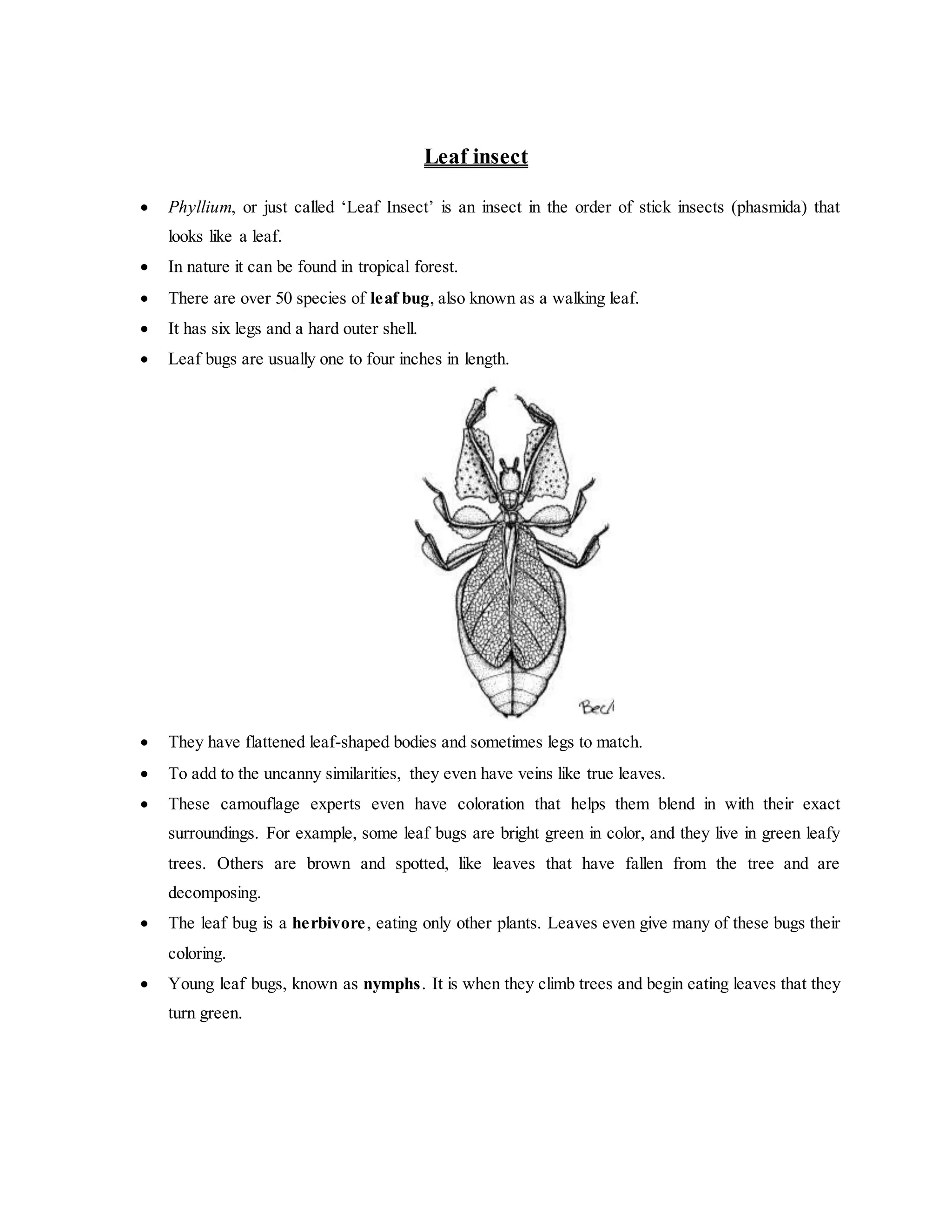 Leaf insect | DOCX