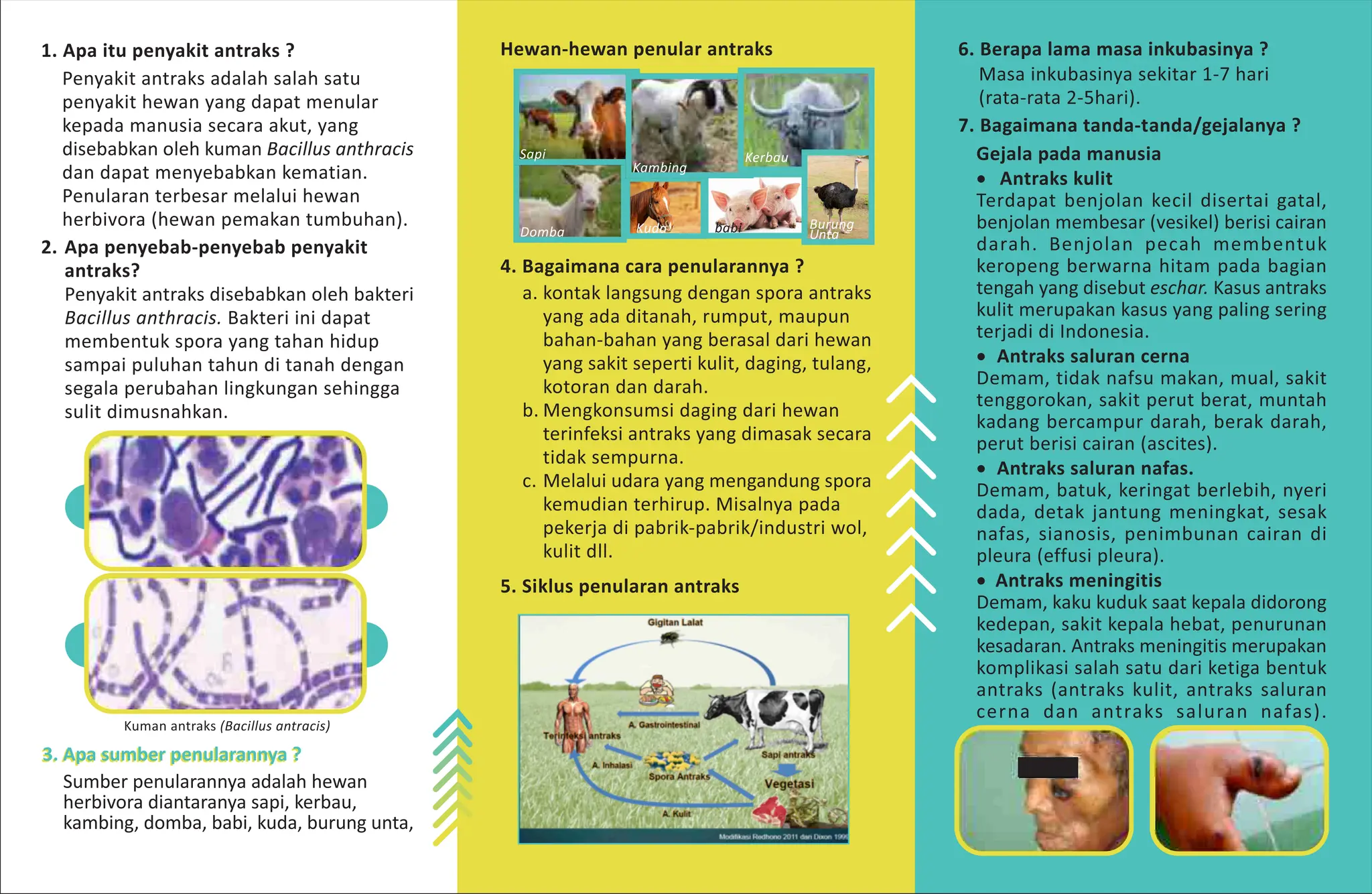 Leaflet tentang penyakit Antraks 2021.pdf