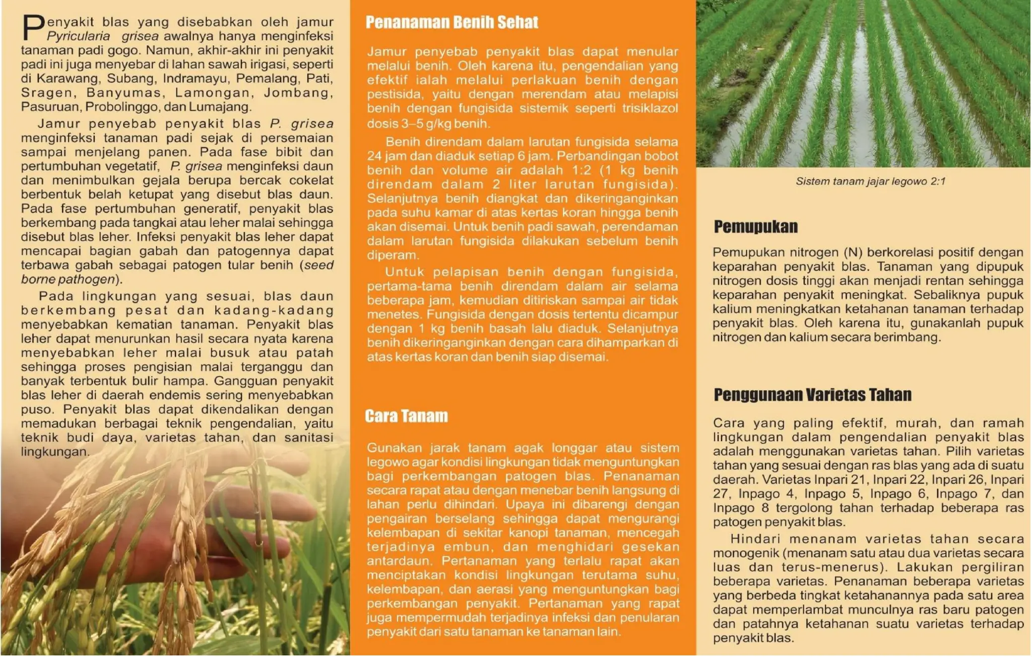 Pengenalan dan cara pegendalian penyakit blas pada padi | PDF