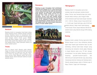 Leaflet jenis Bawang Merah untuk budidaya | DOCX