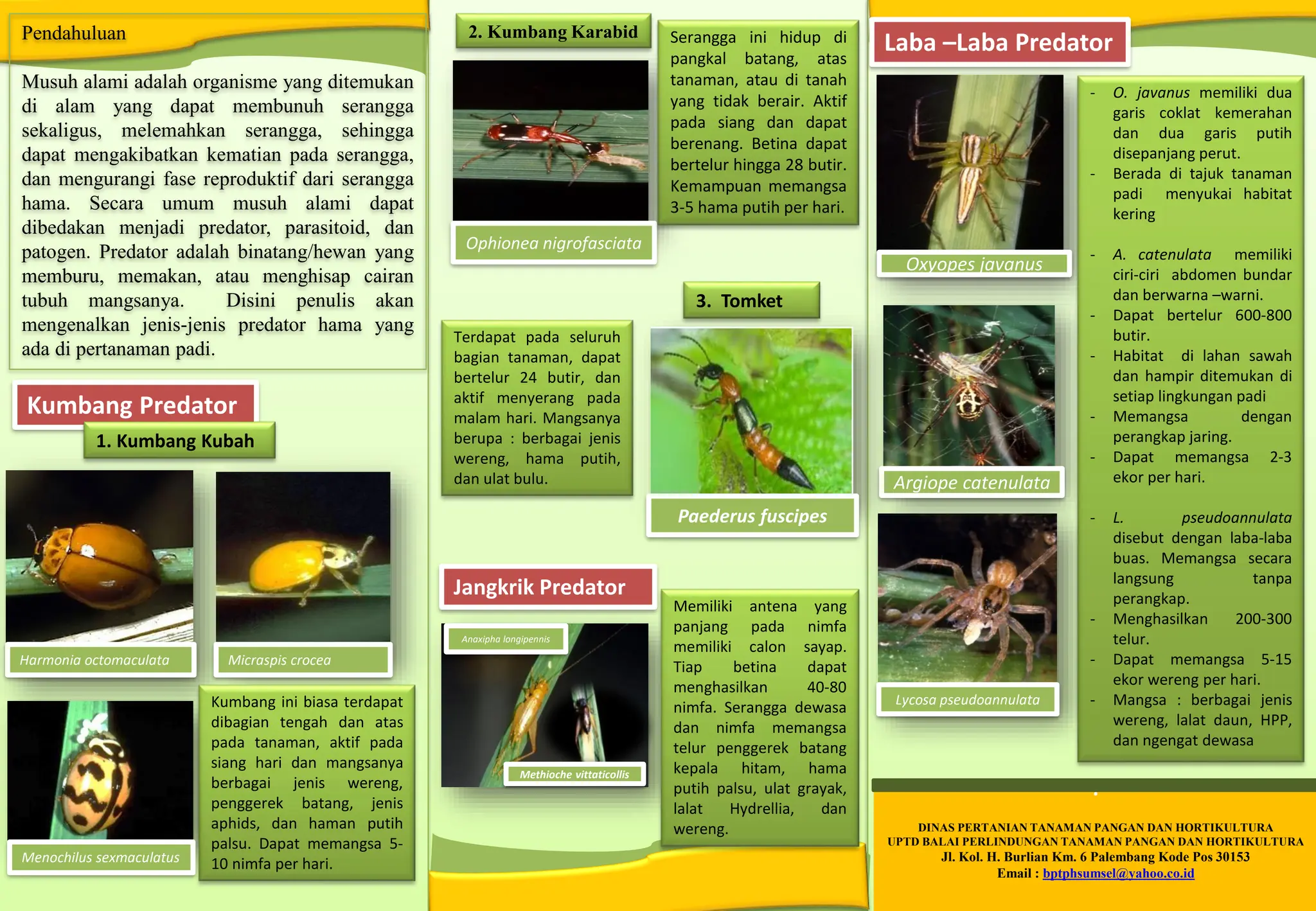 LEAFLET MUSUH ALAMI SEBAGAI PREDATOR PADA TANAMAN PADI | PDF