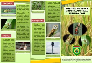 LEAFLET MUSUH ALAMI SEBAGAI PREDATOR PADA TANAMAN PADI | PDF