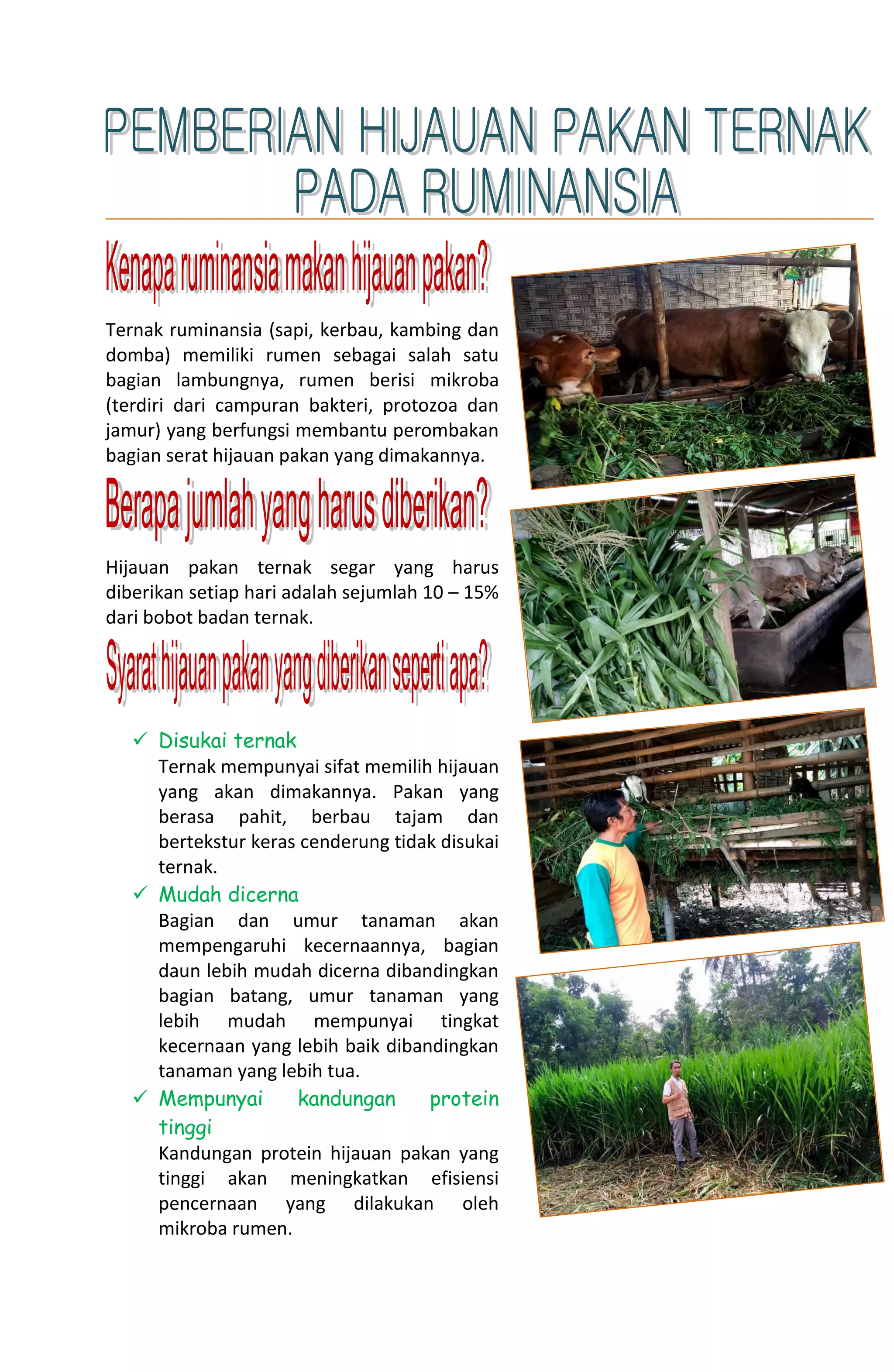 Leaflet pemberian hijauan pakan ternak | PDF