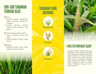 Leaflet Penyakit Blas Daun Tanaman Padi.pdf