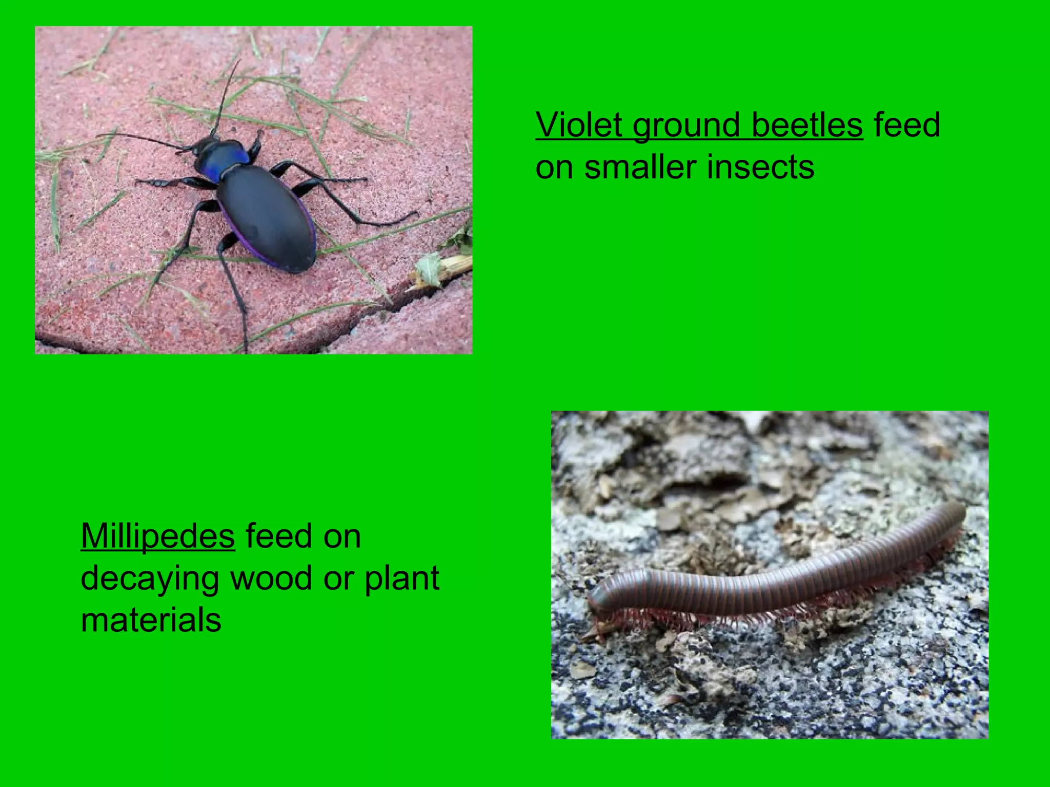 Leaf litter community | PPT