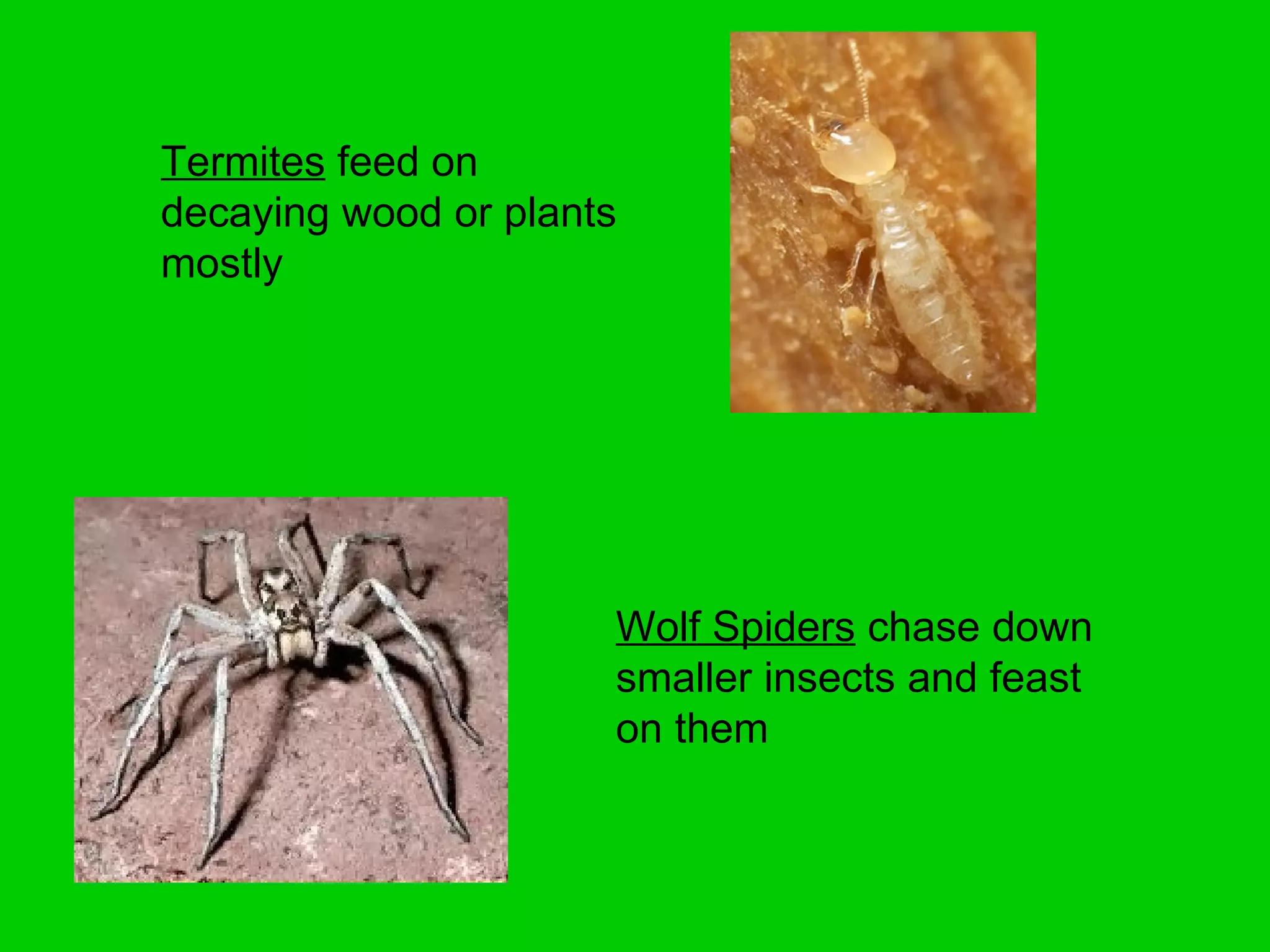 Leaf litter community | PPT