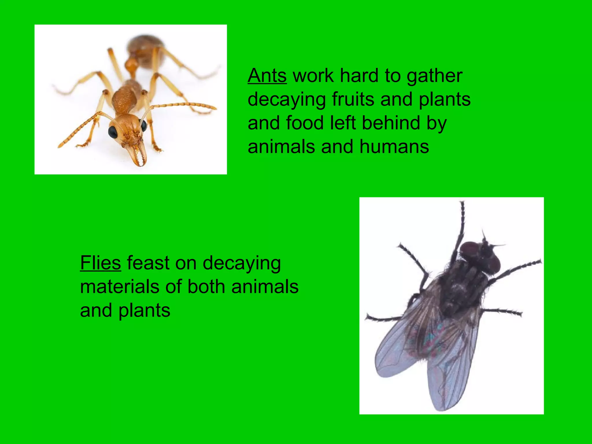 Leaf litter community | PPT