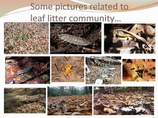 Leaf Litter Community | PPT