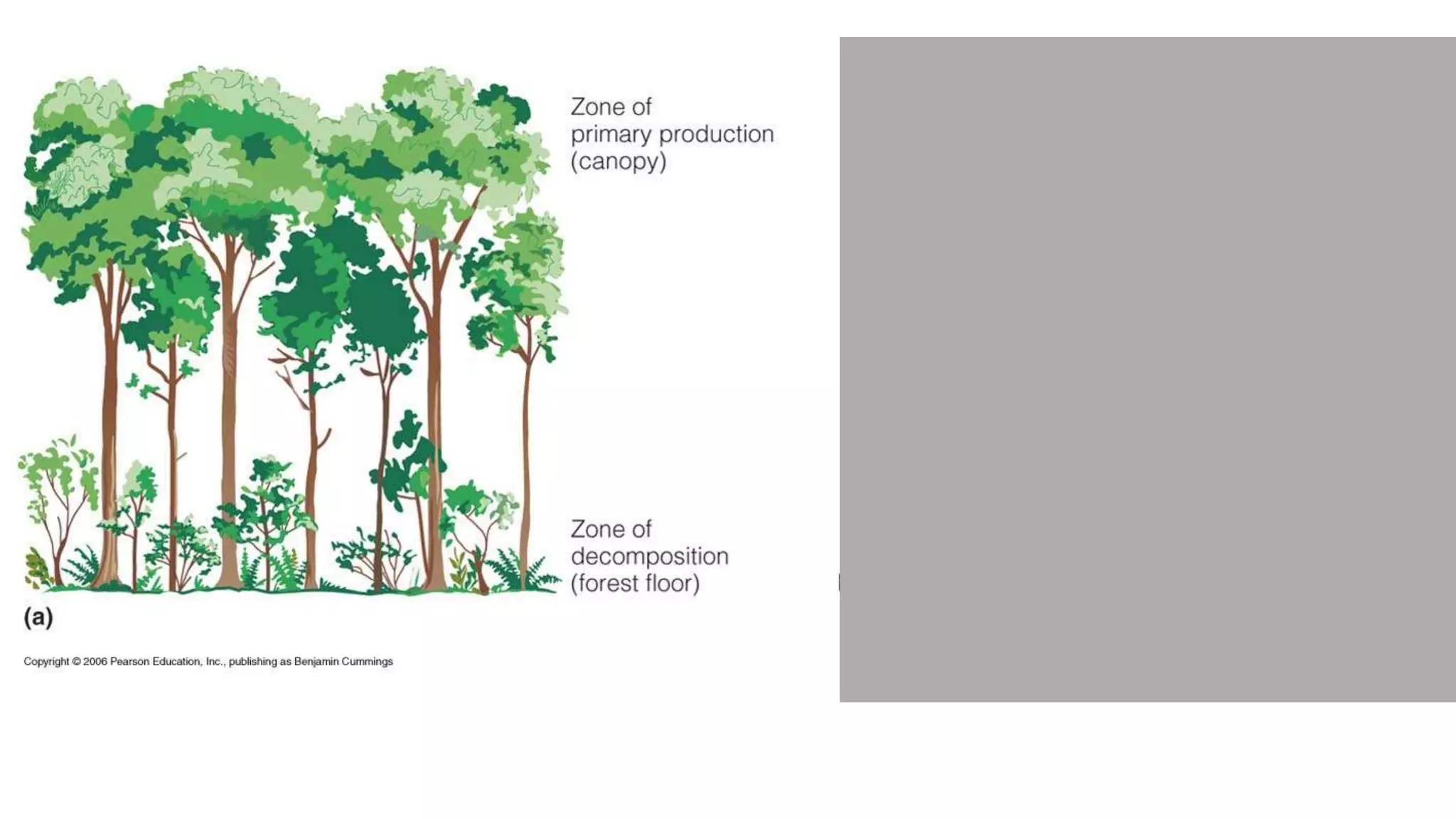 Leaf litter decomposition in agroforestry systems | PPTX